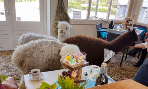 Spontaan uit eten bij Alpacas Zeelandia, High tea tussen de alpaca's ...