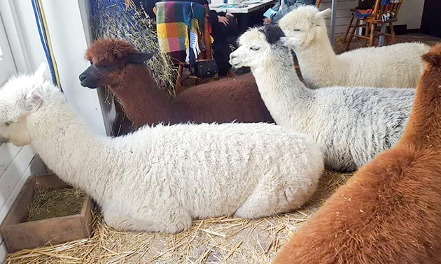 Spontaan uit eten bij Alpacas Zeelandia, High tea tussen de alpaca's ...