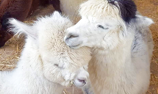 Spontaan uit eten bij Alpacas Zeelandia, High tea tussen de alpaca's ...