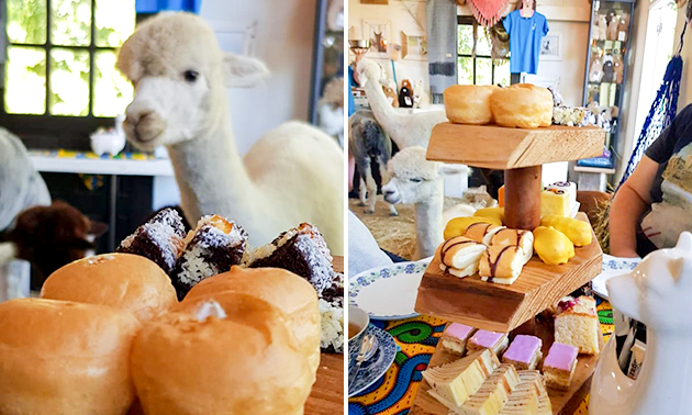Spontaan uit eten bij Alpacas Zeelandia, High tea tussen de alpaca's ...