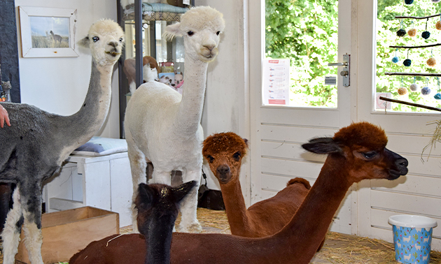 Spontaan uit eten bij Alpacas Zeelandia, High tea tussen de alpaca's ...